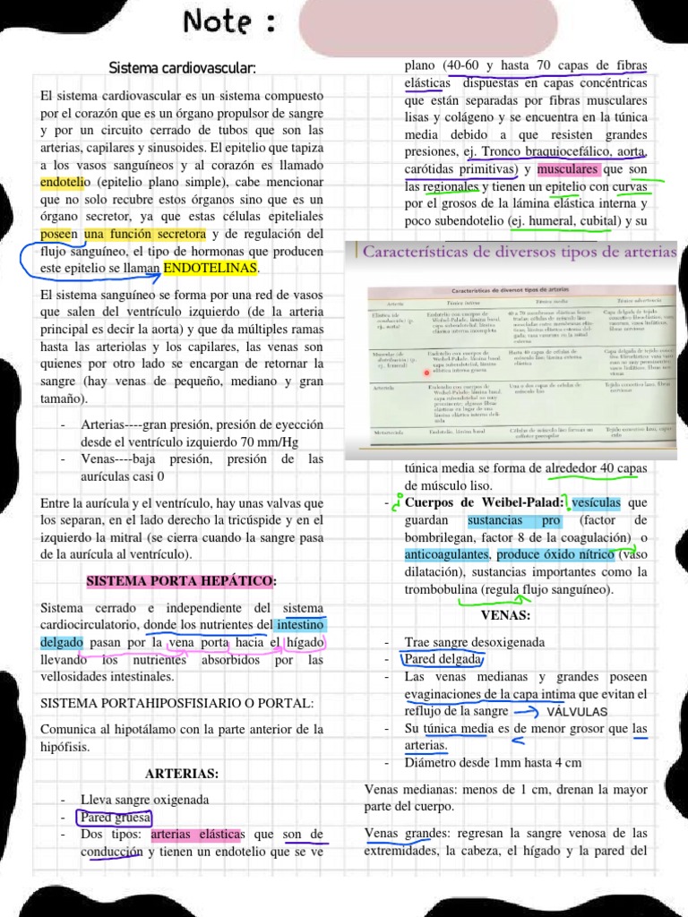 Sistema Cardiovascular Pdf Vena Sistema Circulatorio