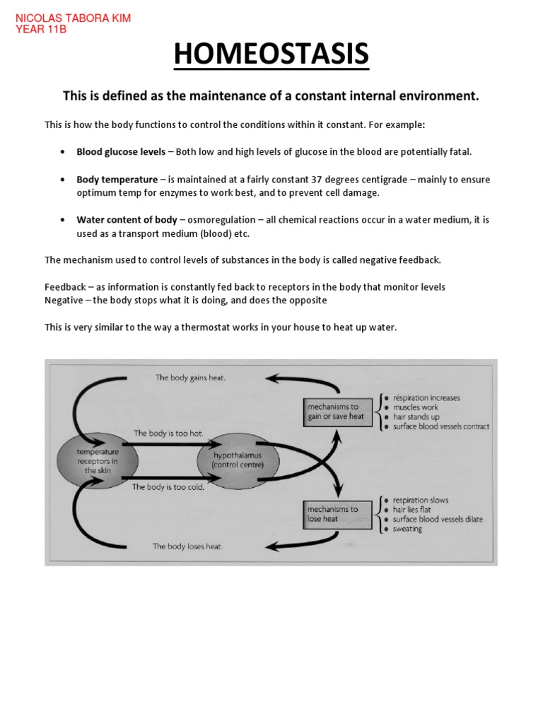 Homeostasis and Body Temperature | PDF | Thermoregulation | Skin