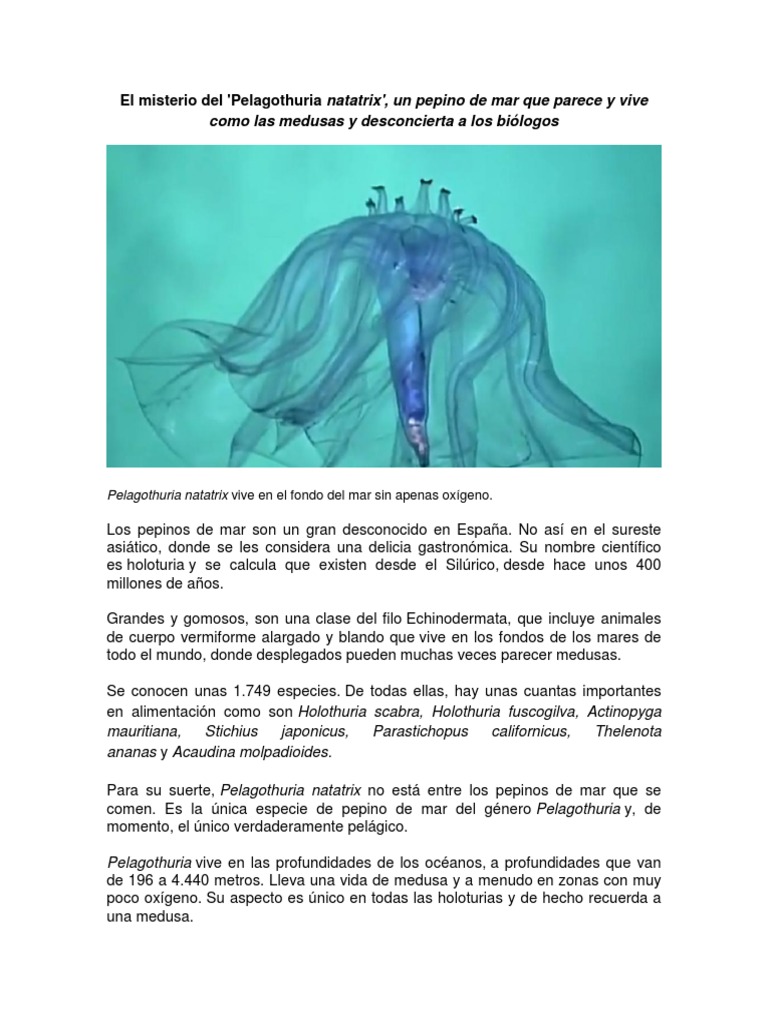 Pelagothuria natatrix: El pepino de mar enigmático | PDF | Organismos
