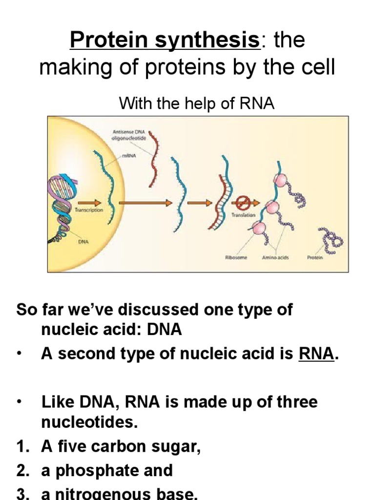 RNA's Role in Protein Synthesis | PDF | Rna | Translation (Biology)