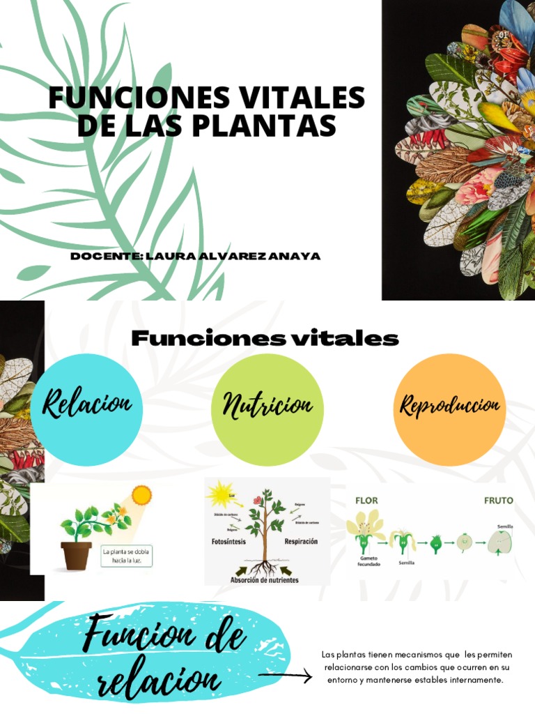 Funciones Vitales de Las Plantas | PDF