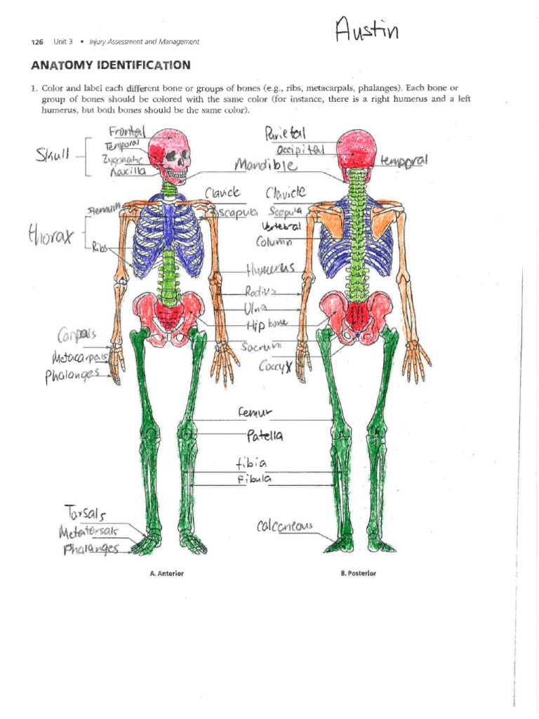 Labeled Skeleton | PDF