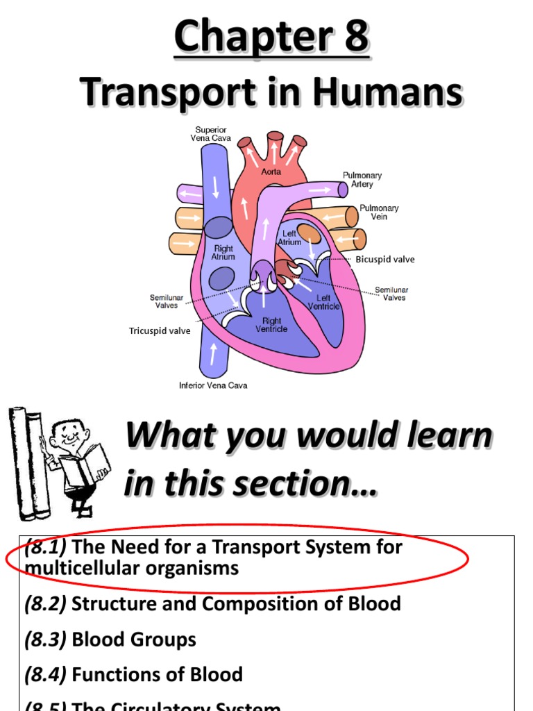 Human Transport System Overview | PDF | Blood Type | Blood