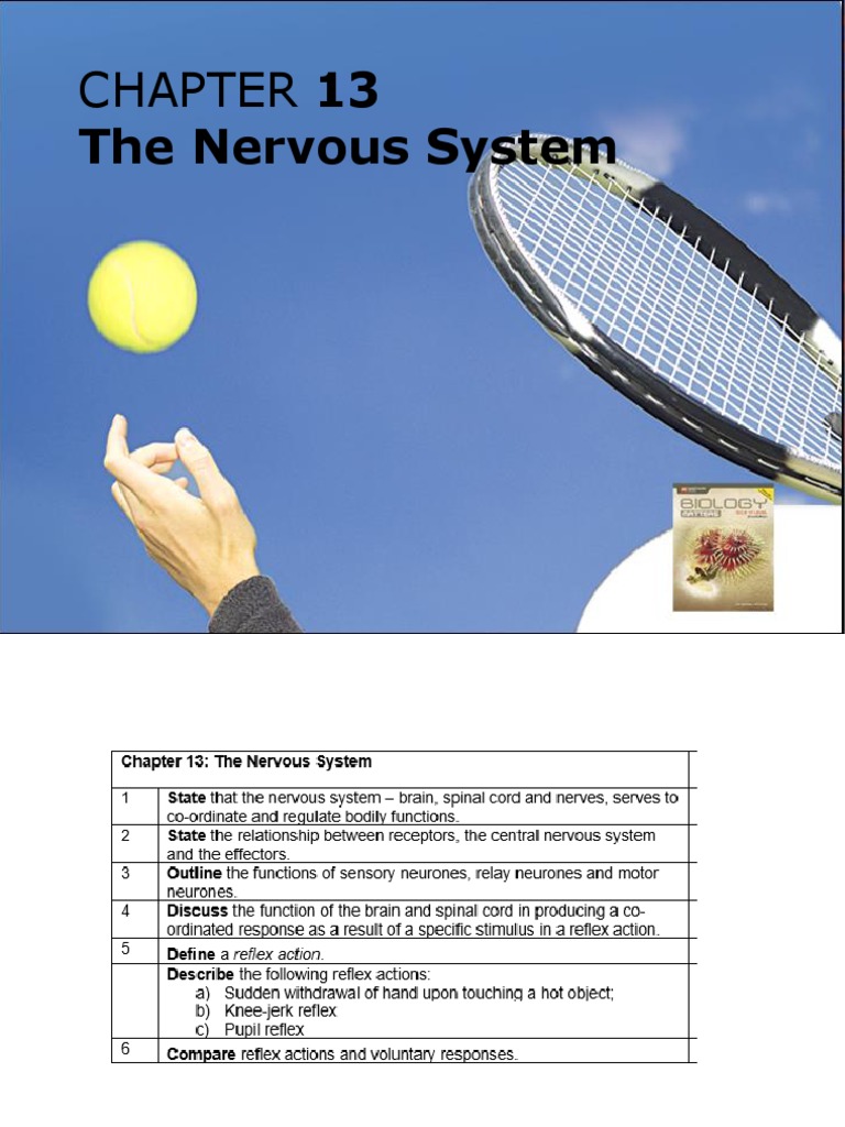 Nervous System Powerpoint Slides | PDF | Nervous System | Neuron