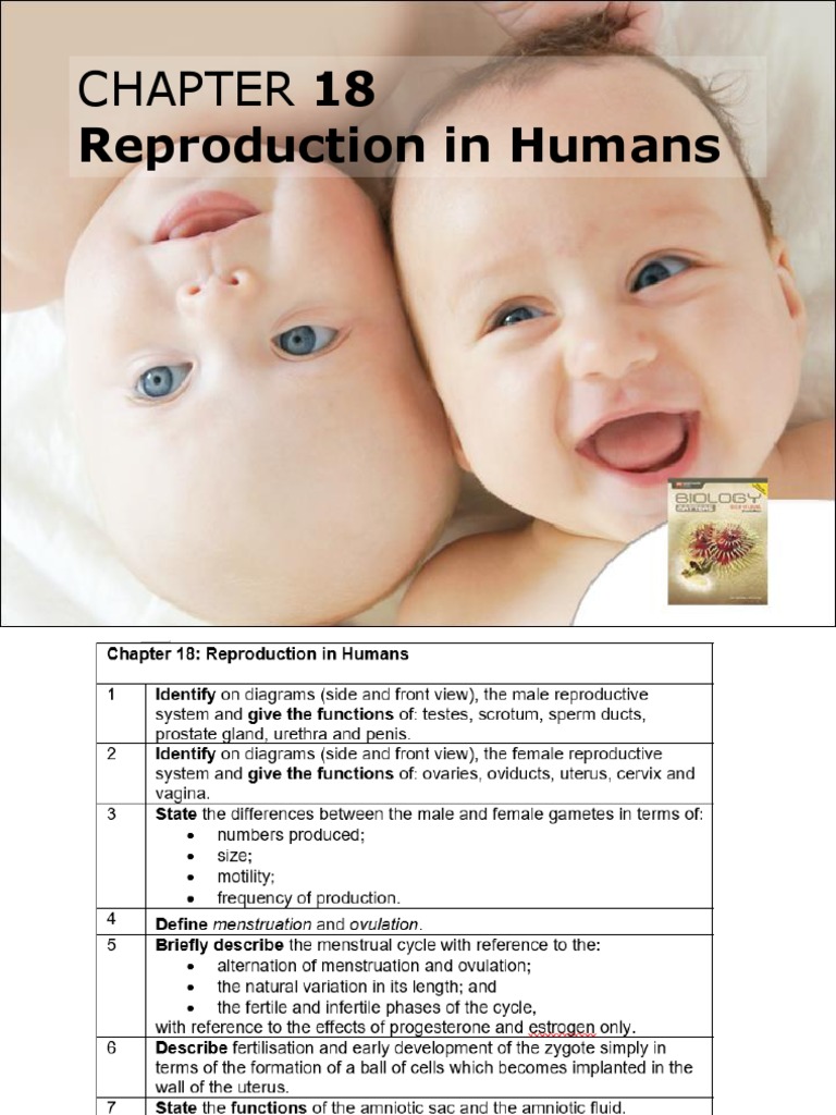 Reproduction in Humans | PDF | Menstrual Cycle | Luteinizing Hormone
