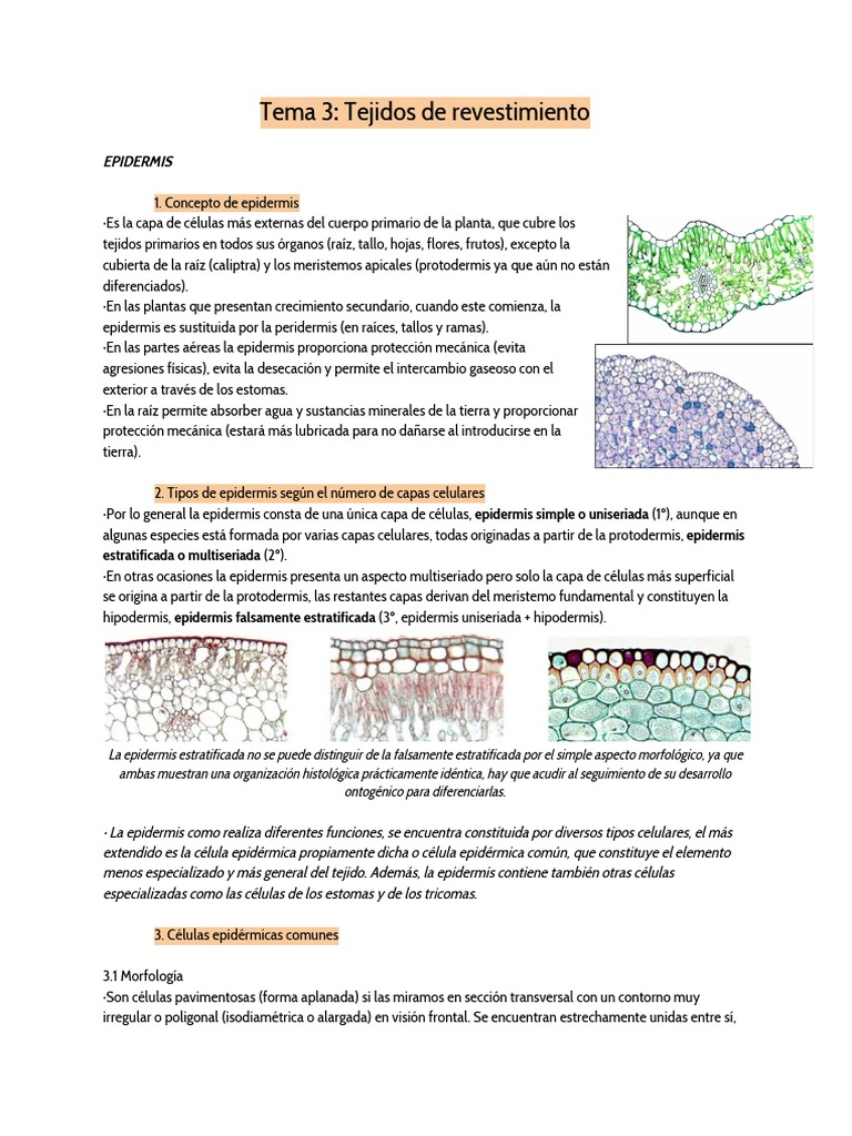 Tema 3 Tejidos de Revestimiento | PDF | Tallo de la planta | Estoma