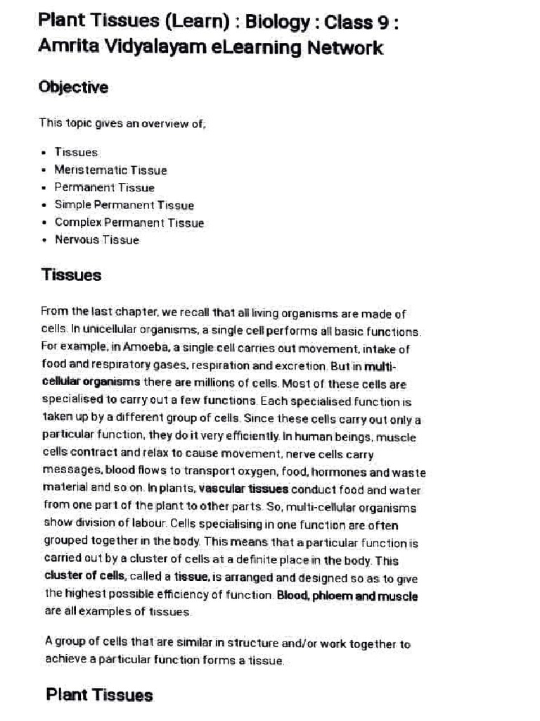 Overview of Plant Tissues for Class 9 | PDF | Tissue (Biology) | Leaf