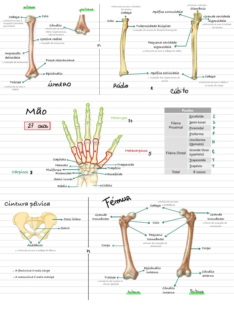 Anatomia 3 | PDF | Pélvis | Membros (anatomia)