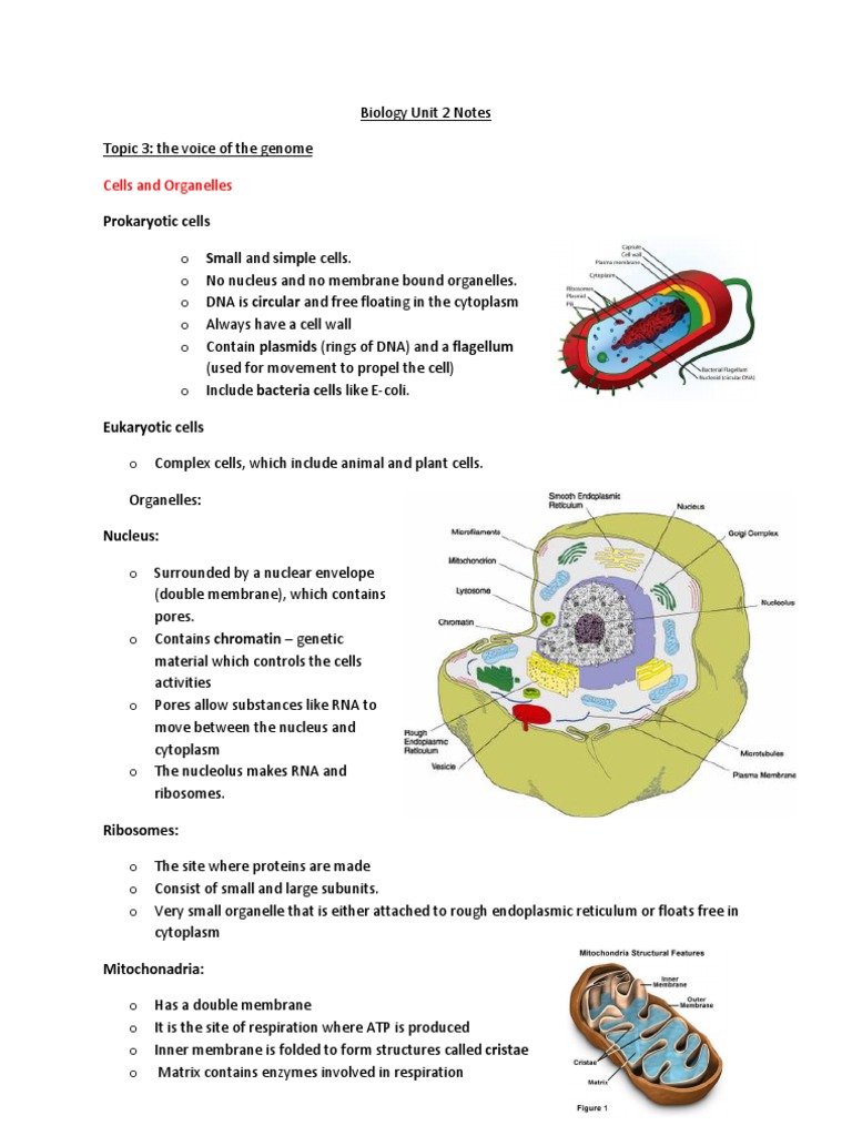 Biology Unit 2: Cell and Genome Overview | PDF | Mitosis | Meiosis