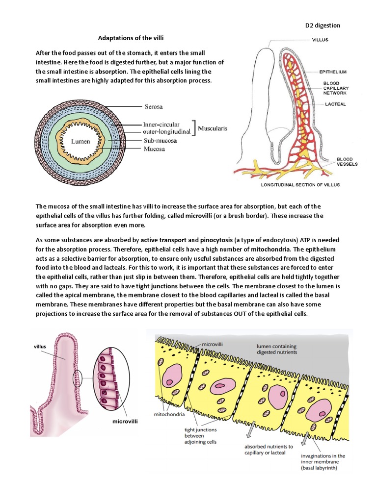 Adaptations of The Villi | PDF