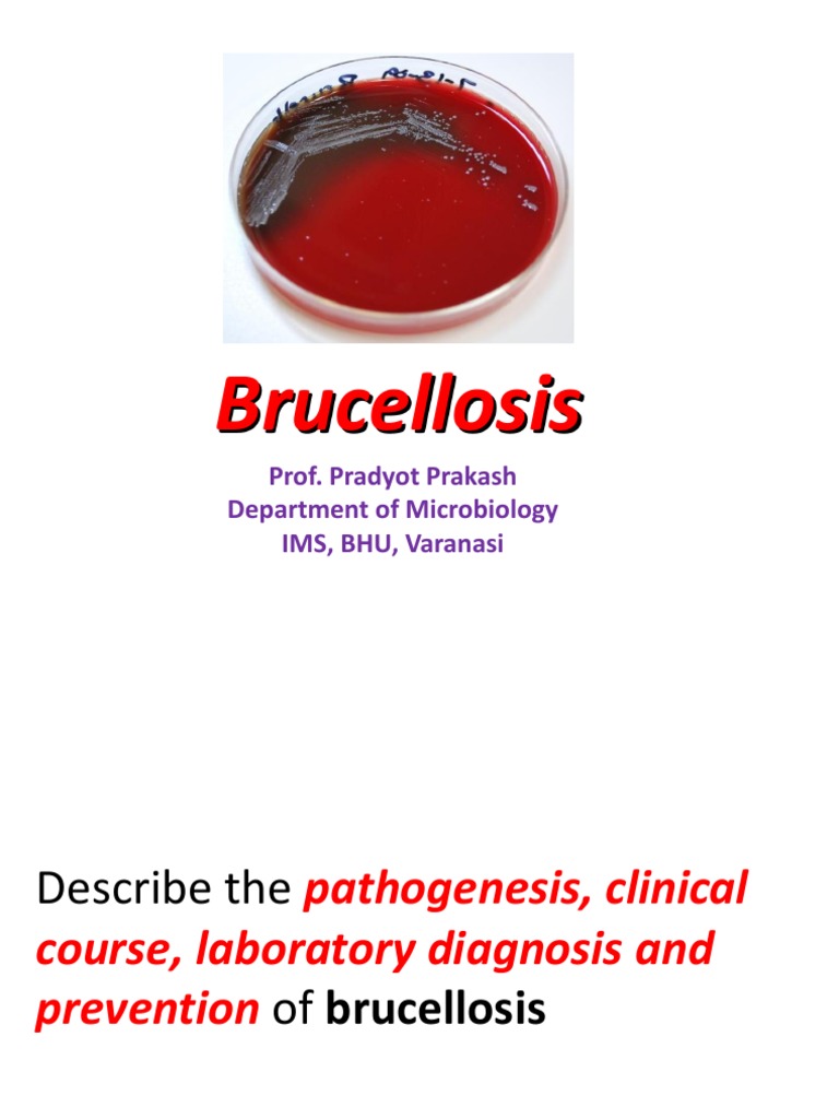 Brucellosis | PDF | Infection | Causes Of Death