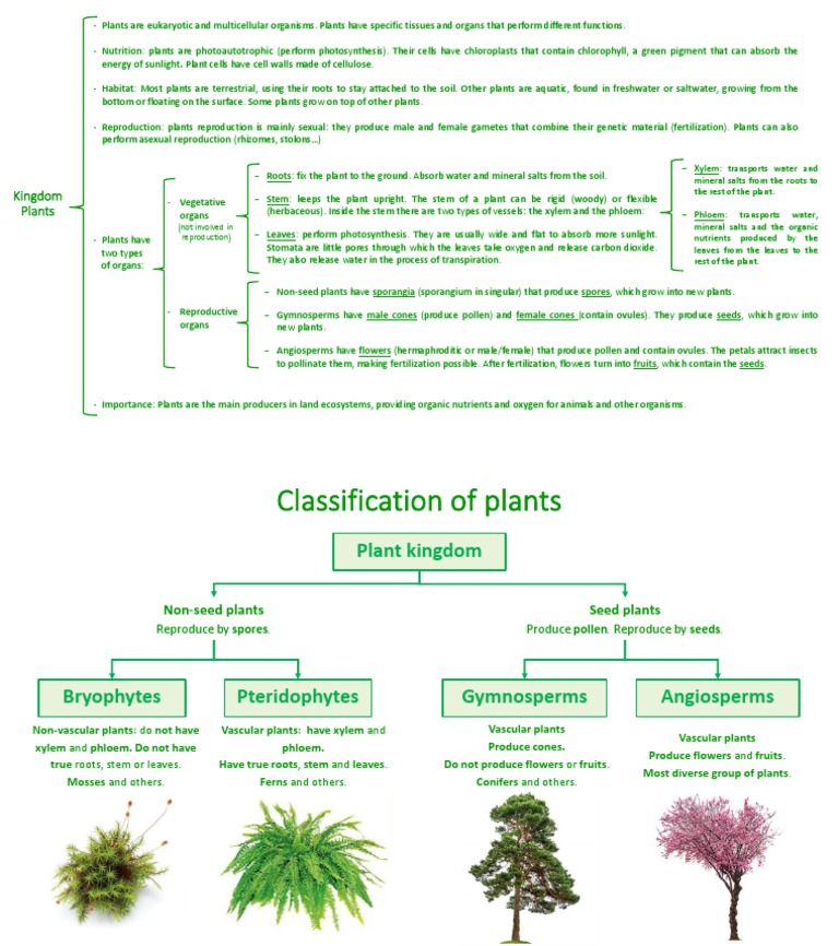 Diagram 4.1 MAIN CHARACTERISTICS OF PLANTS | PDF | Plants | Plant Stem