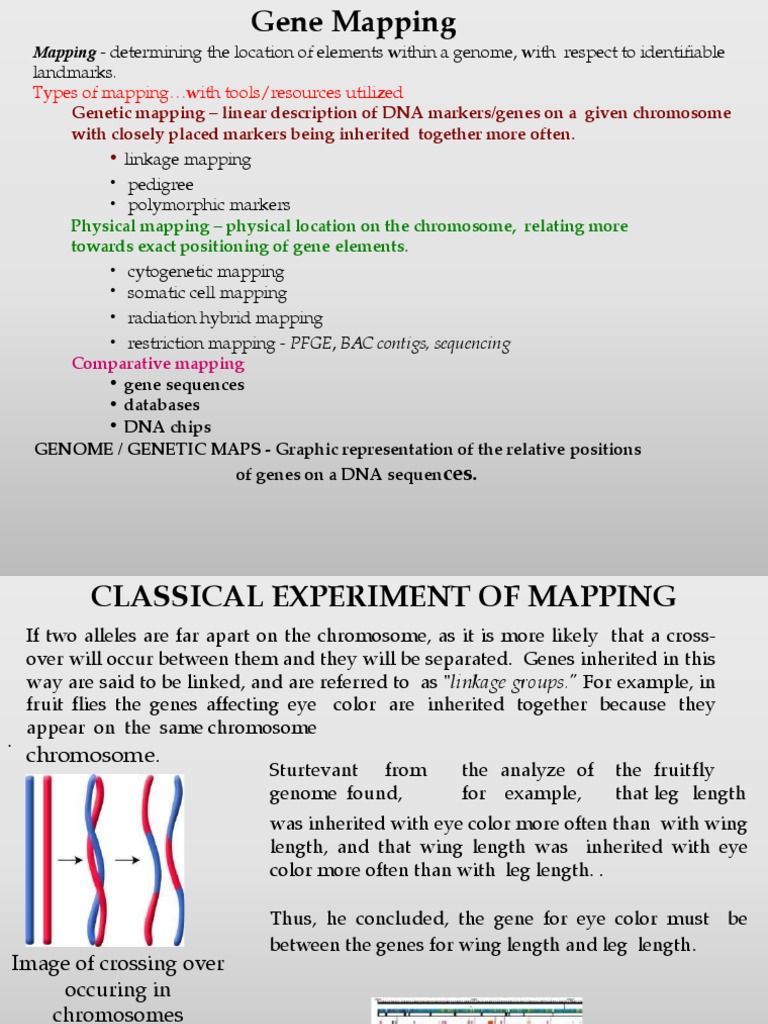 Genetic Mapping - Linear Description of DNA Markers/genes On A Given ...