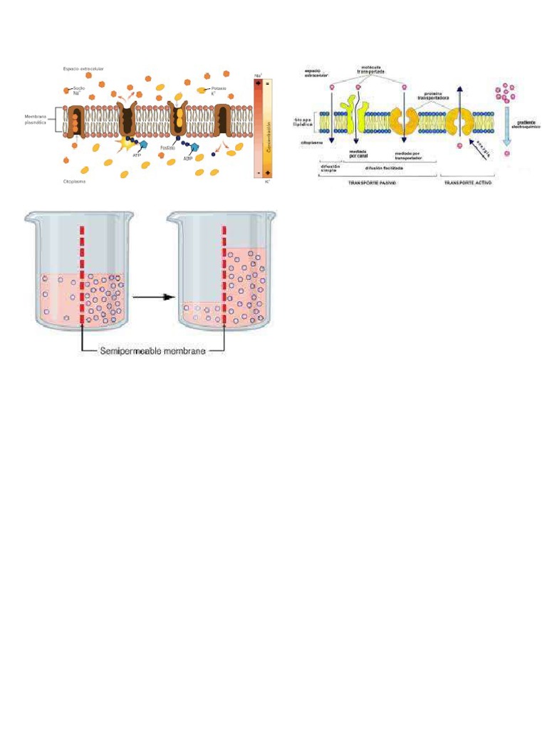 1.0 Semipermeable Membrane | PDF