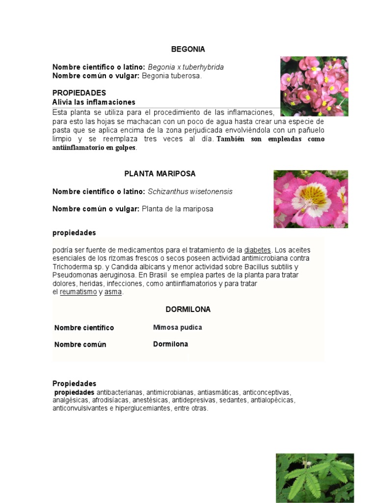 Plantas Con Nombre Cientifico y Comun 100 Plantas | PDF