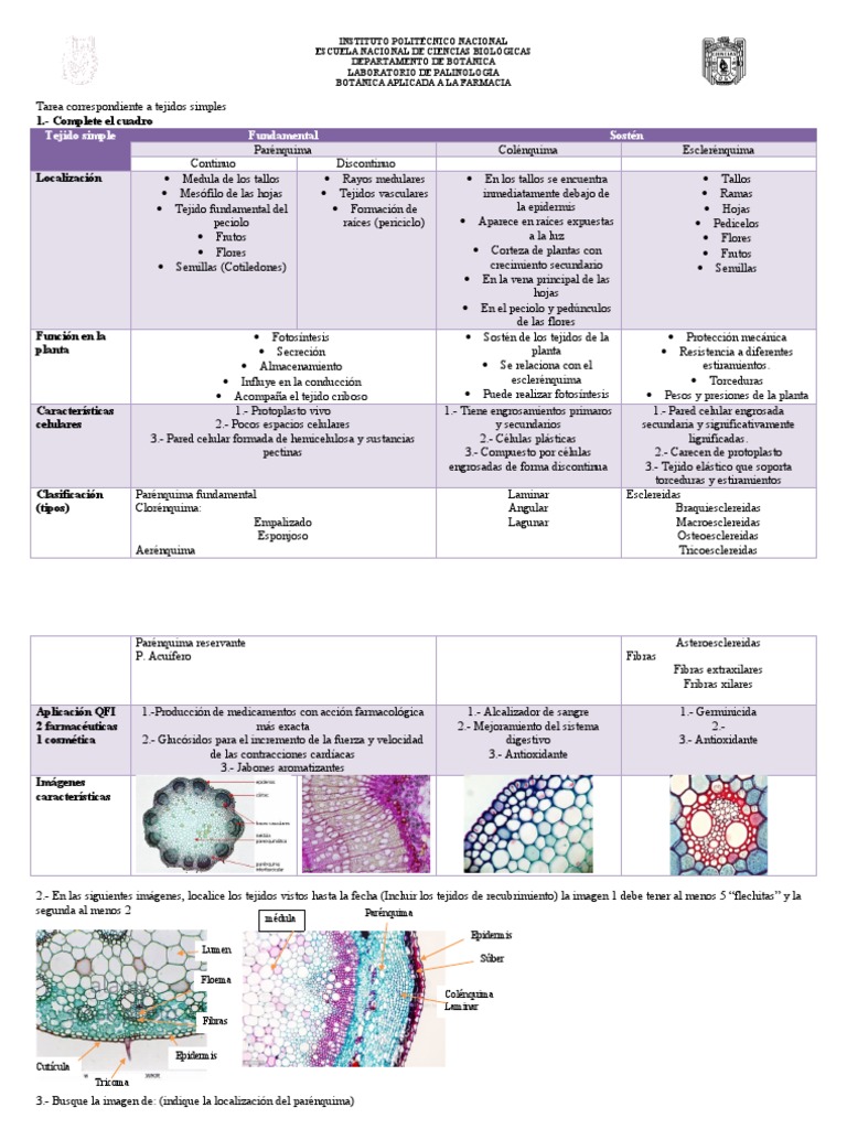 Tarea Tejidos Simples | PDF | Tallo de la planta | Hoja