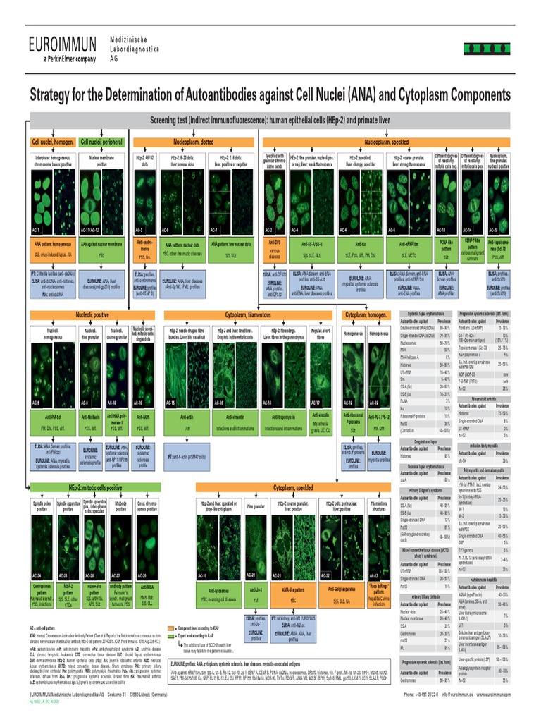 ANA Detection Strategy | PDF | Cell Biology | Epidemiology