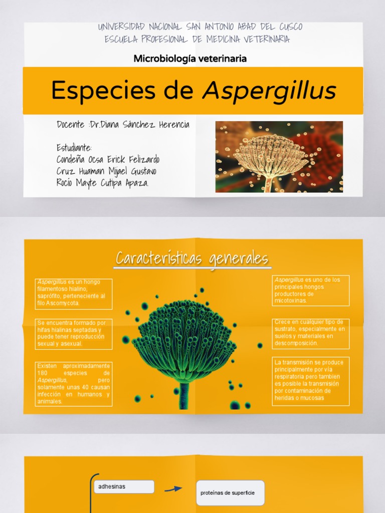 Microbiología de Aspergillus spp. | PDF | Hongo | Micología
