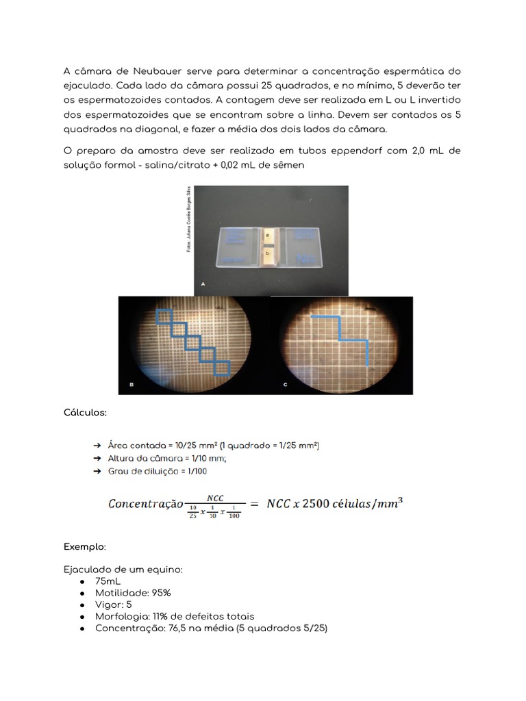 Camara de Neubauer, if | PDF