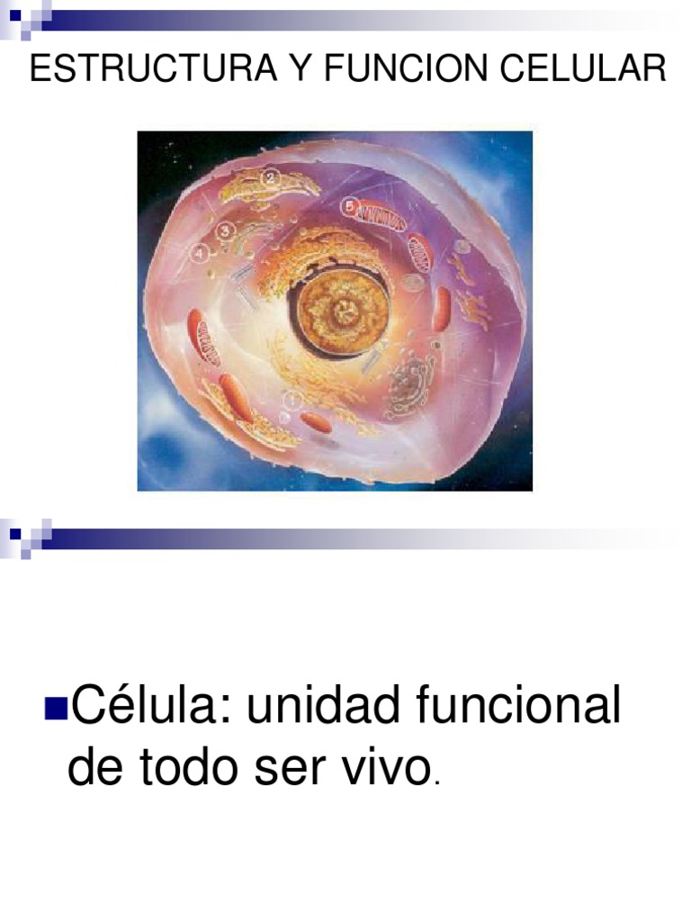 Estructura y función celular: Una descripción detallada de los ...
