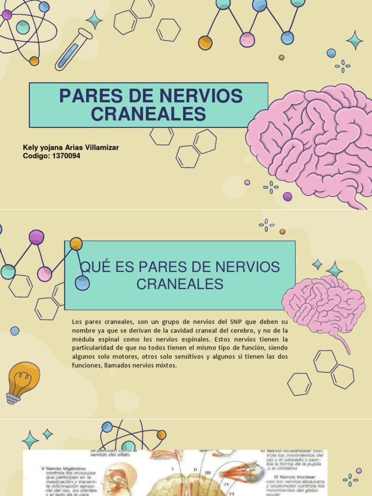 12 Pares de Nervios Craneales | PDF | Nervio vago | Nervio