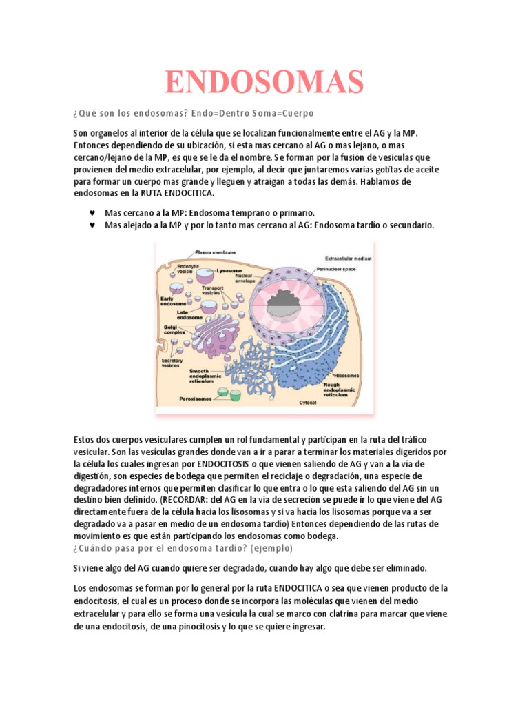 Resumen Endosomas Biocel | PDF