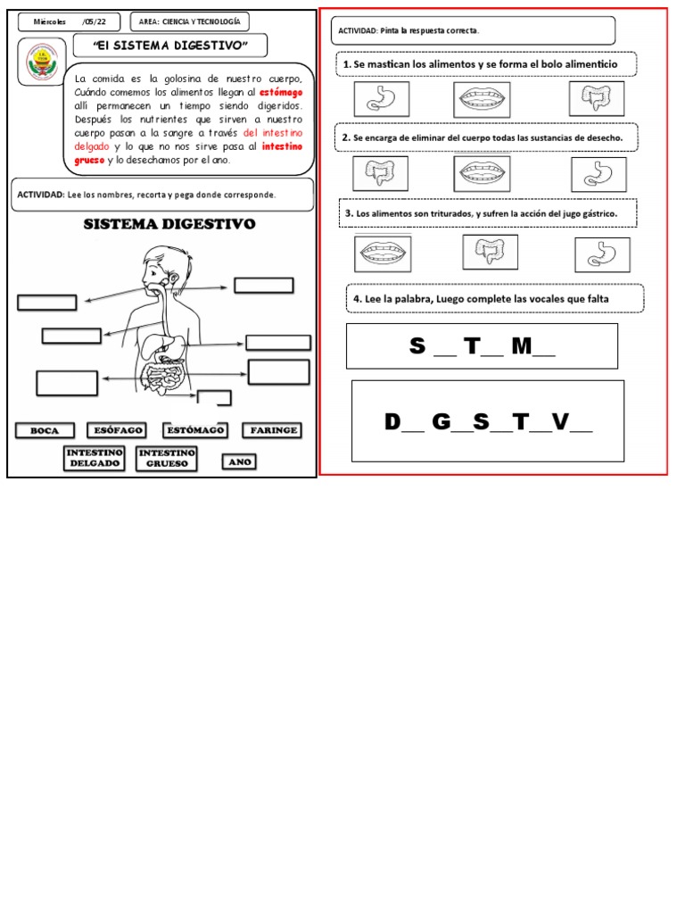 Ficha Sistema Digestivo. | PDF