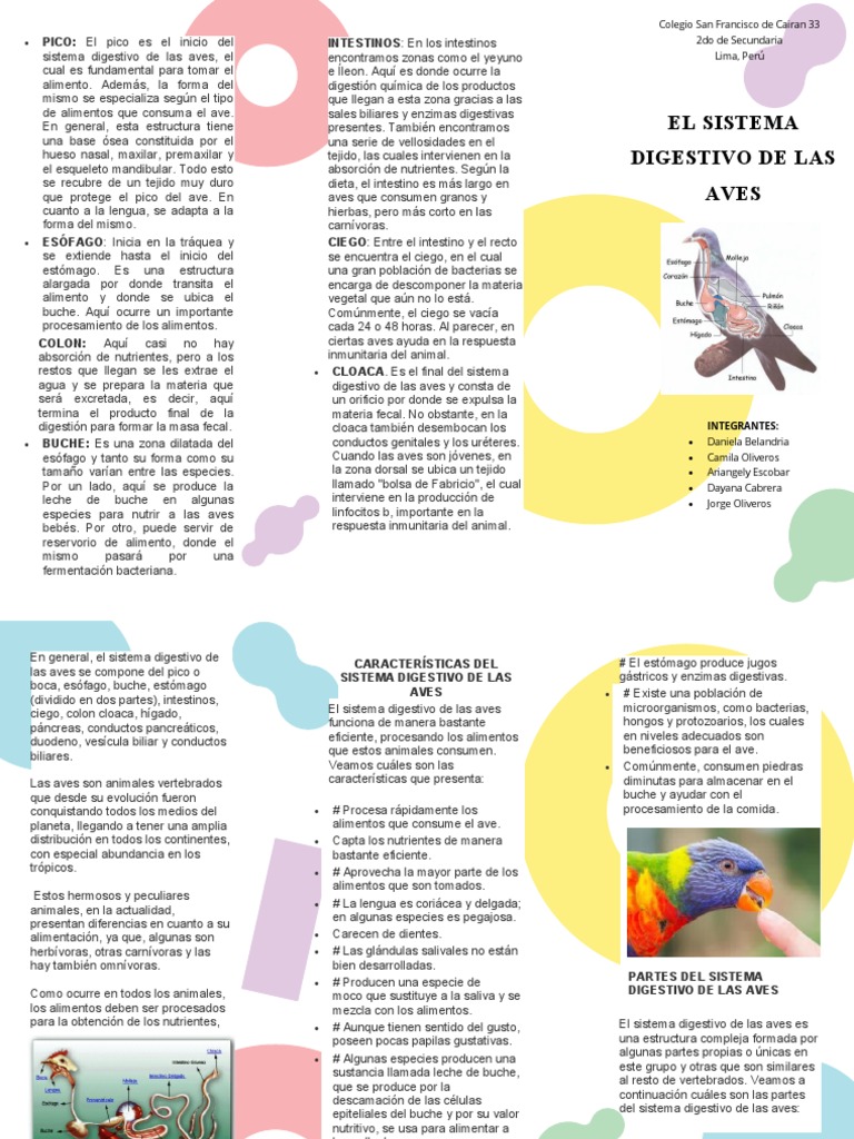 Triptico Sistema Digestivo de Las Aves | Descargar gratis PDF | Sistema digestivo humano | Digestión
