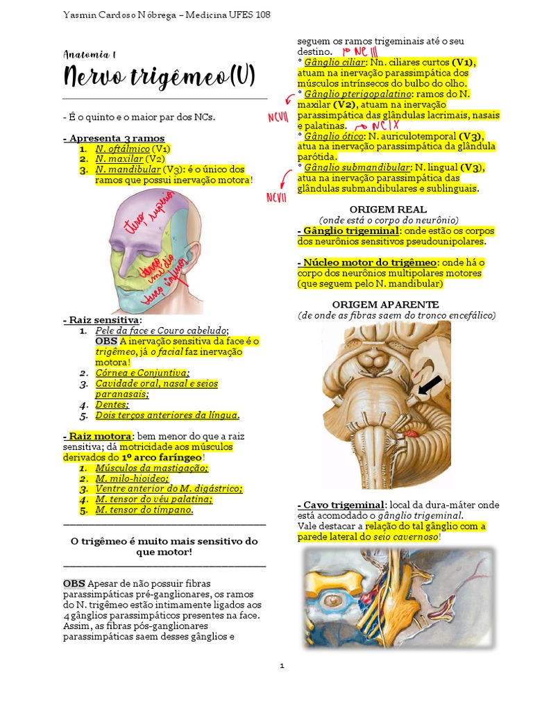 Nervo Trigêmeo - Anato I | PDF | Anatomia humana | Cabeça e pescoço humano