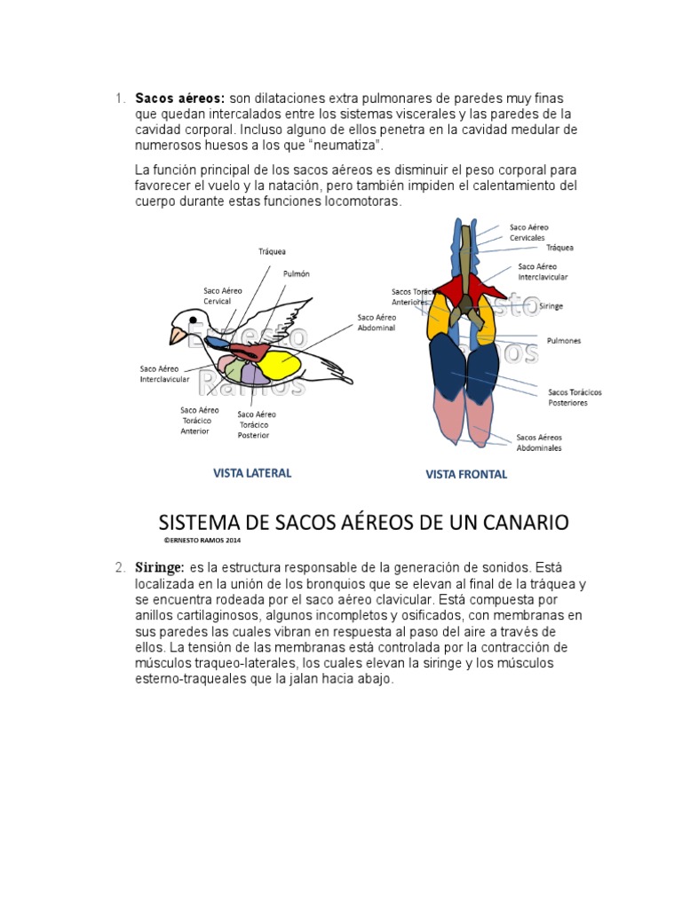 Anatomia Aves | PDF | Anatomía | Sistema Reproductor Mamífero