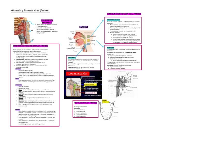 Anatomia y Funciones de La Faringe | PDF | Anatomía humana | Cabeza y ...