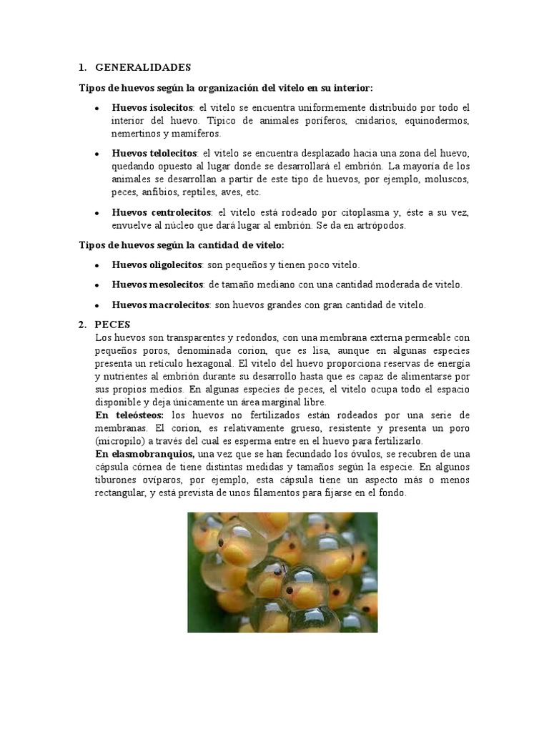 Tipos de Huevos | Descargar gratis PDF | Huevo | Embrión