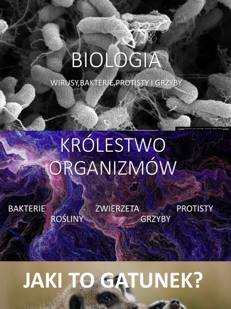 Biologia: Wirusy, Bakterie, Protisty I Grzyby | PDF