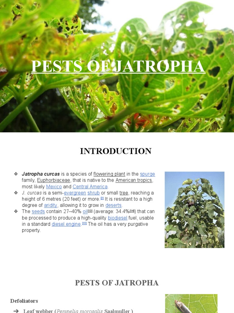 Pests of Jatropha | PDF