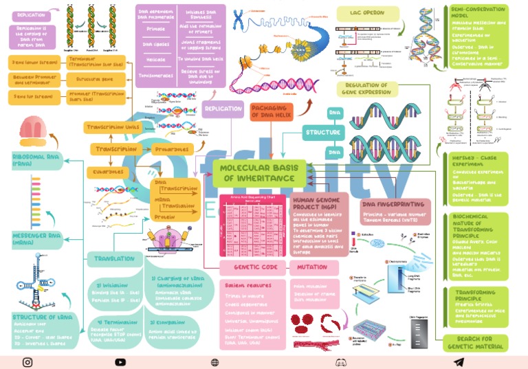 Molecular Basis of Inheritance Mind | Download Free PDF | Messenger Rna ...