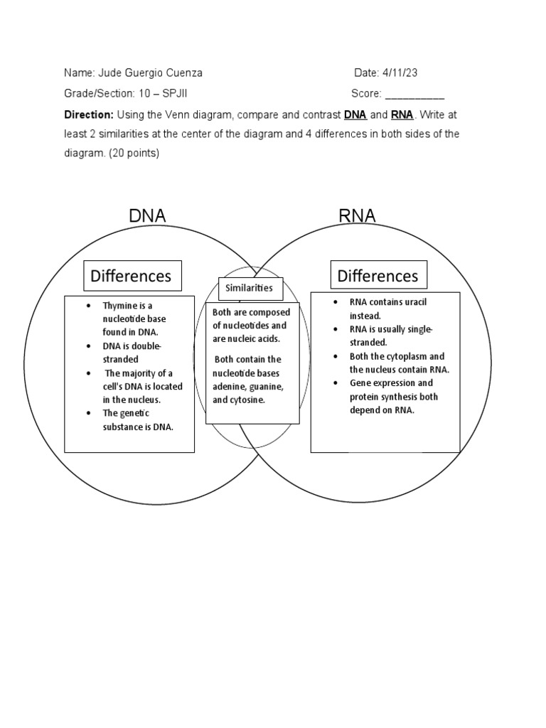 Grade 10 Activity 3 - DNA and RNA | PDF