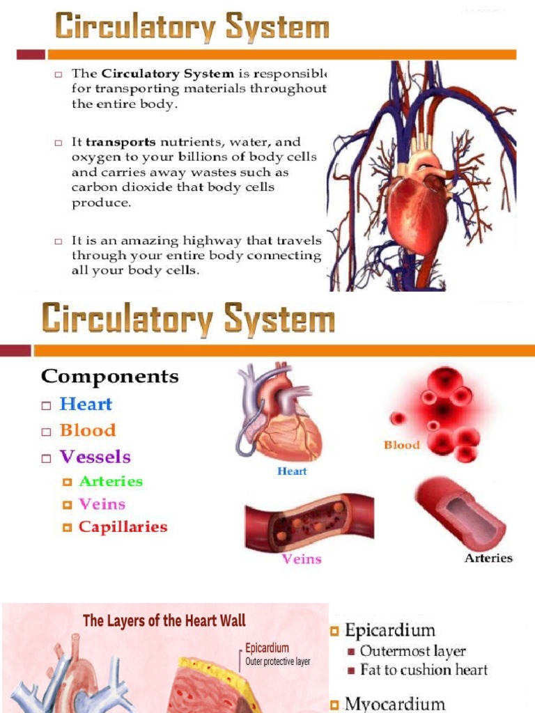 Circulatory System | PDF