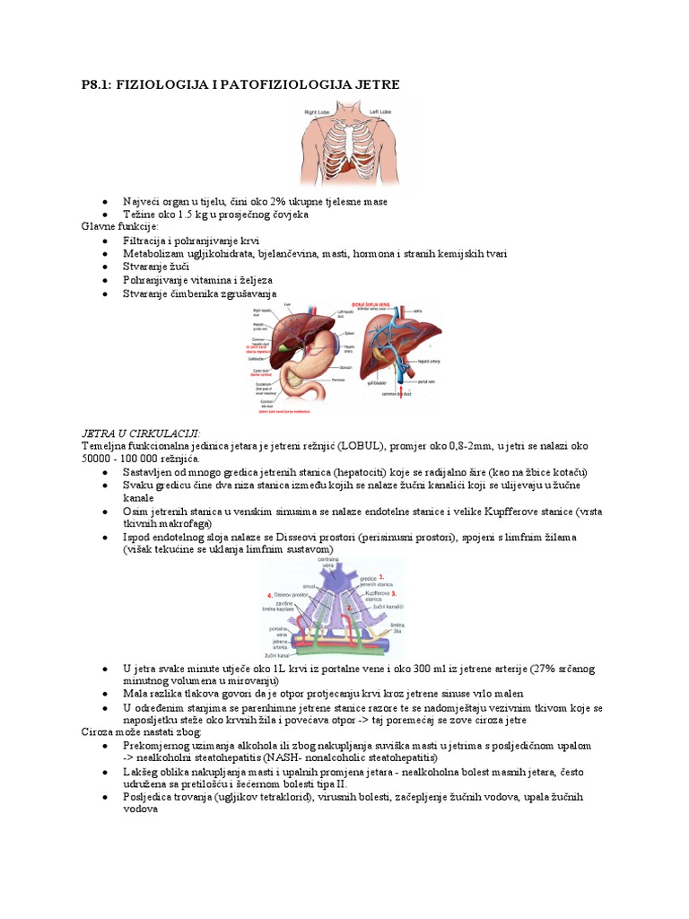 P8.1: Fiziologija I Patofiziologija Jetre: Jetra U Cirkulaciji | PDF