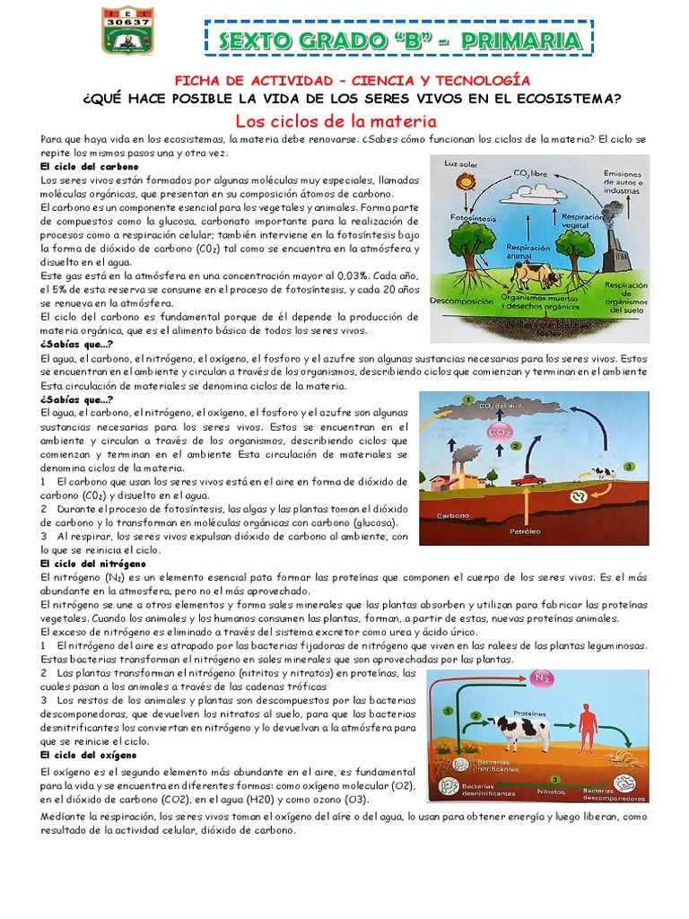 Los ciclos de la materia: fundamentales para la vida en los ecosistemas ...