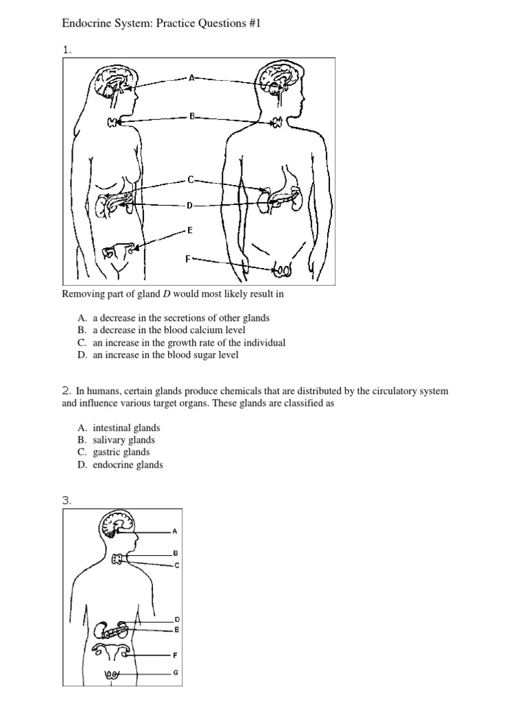 Endocrine System: Practice Questions #1 | PDF | Hormone | Human Body