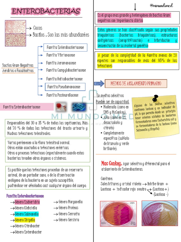 RESUMEN ÉNTEROBACTERIAS | PDF