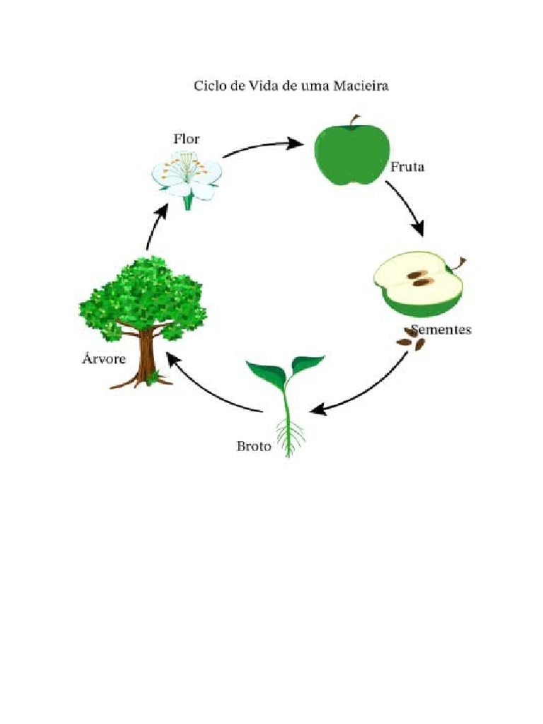 Ciclo de Vida Das Plantas | PDF