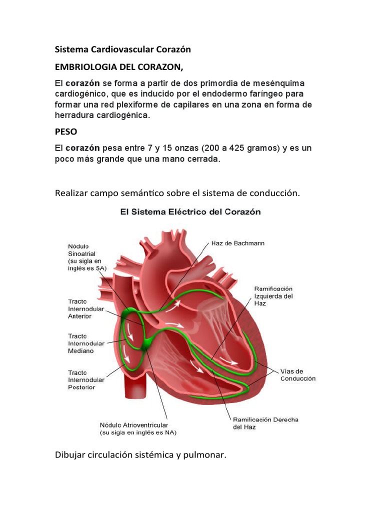 Sistema Cardiovascular Corazón Pdf Ventrículo Corazón Vena