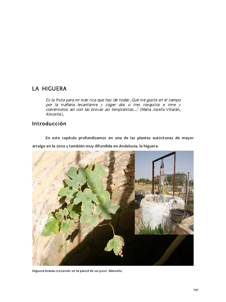 Higuera Granado Azofaifo | PDF