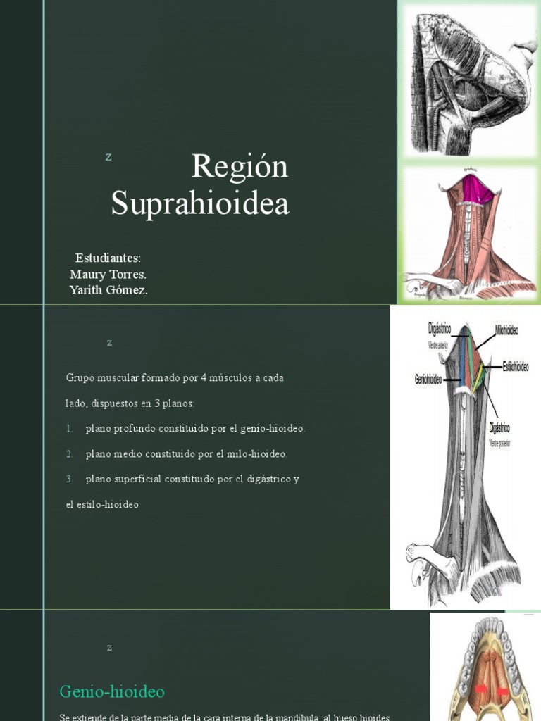 Infra y Supra 1 | PDF | Laringe | Anatomía
