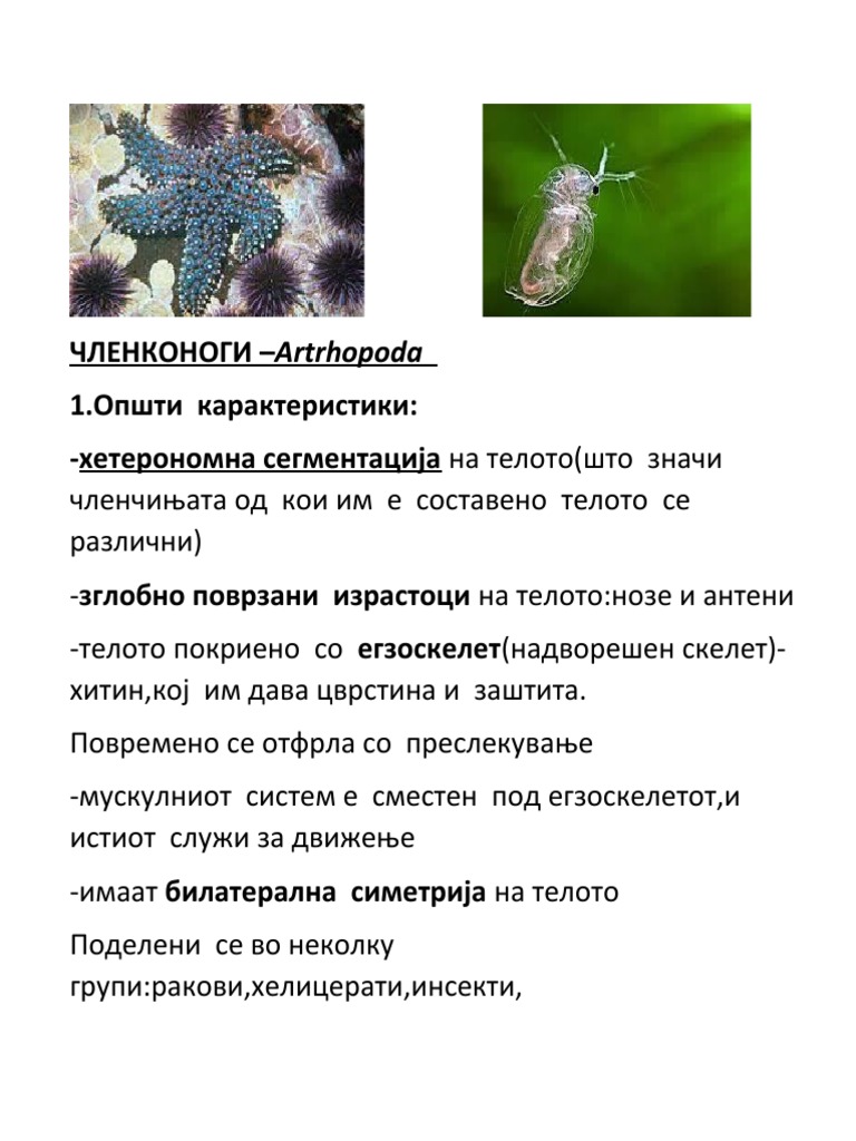 Членконоги | PDF