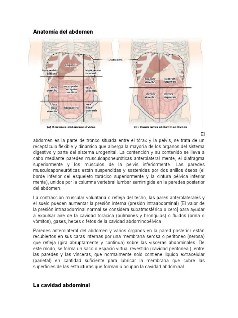 Anatomía y Estructura del Abdomen | PDF | Abdomen | Pelvis