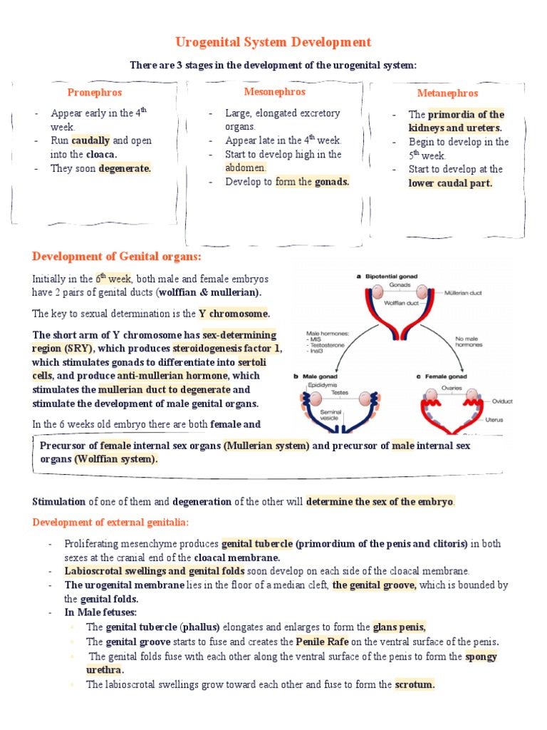 Urogenital System Development Pdf Sex Organ Genitourinary System