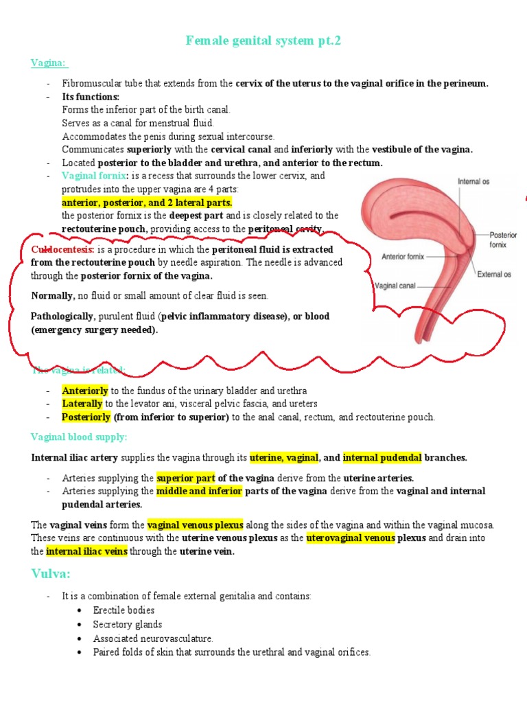 Female Genital System Anatomy | PDF