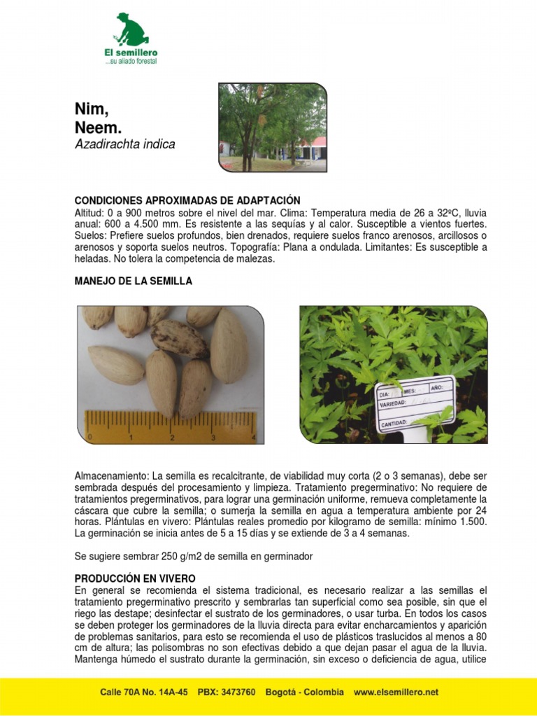Nim, Neem.: Azadirachta Indica | PDF | Semilla | Germinación